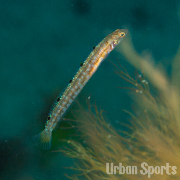 山形県・庄内海中図鑑 ガジ
