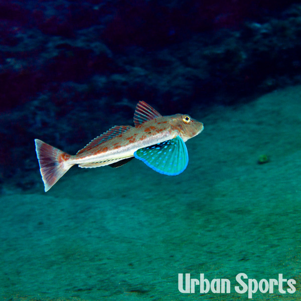 山形県・庄内海中図鑑 ホウボウ