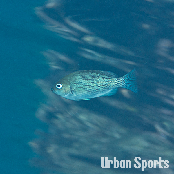 山形県・庄内海中図鑑 メジナ